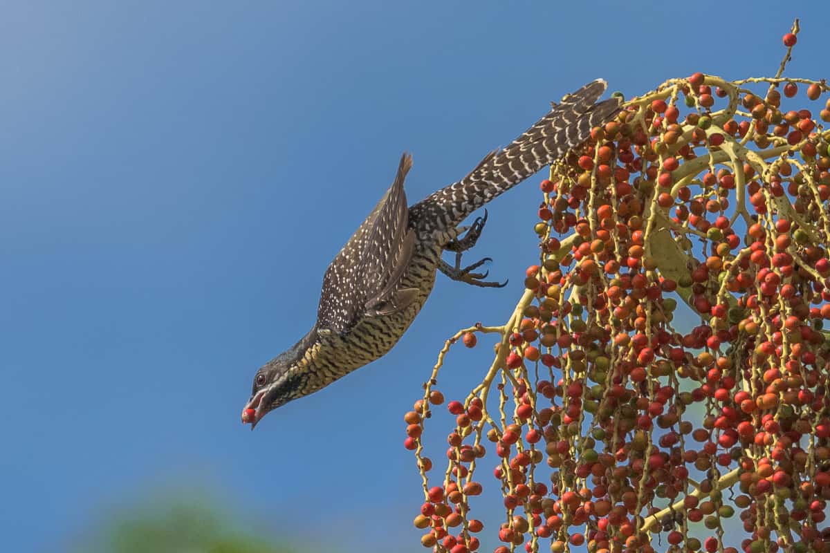 Gallery | Daintree Boatman Wildlife Cruises