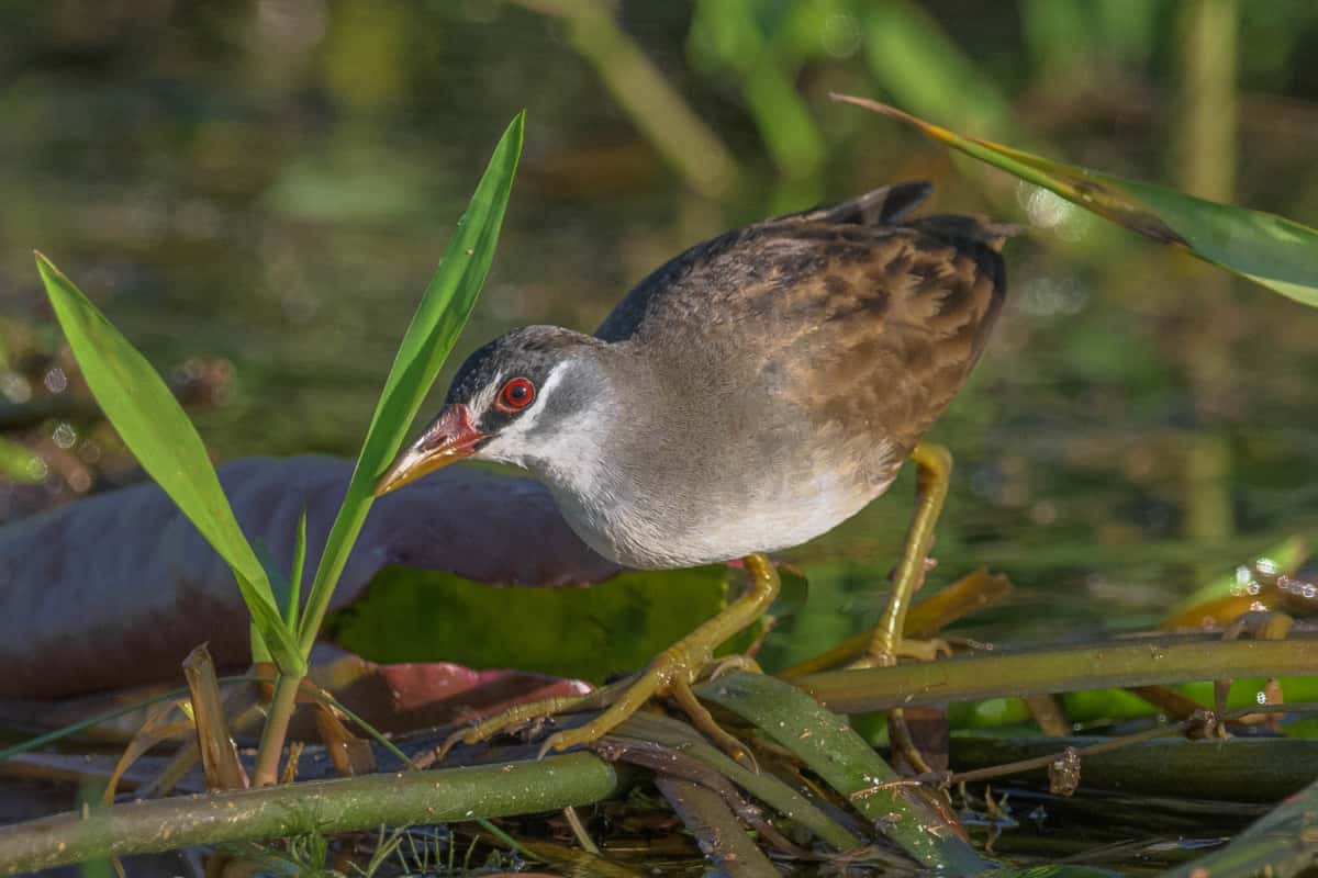 Gallery | Daintree Boatman Wildlife Cruises